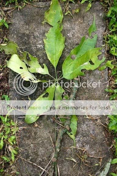 My unknown digitate anthurium | Plants and Nature