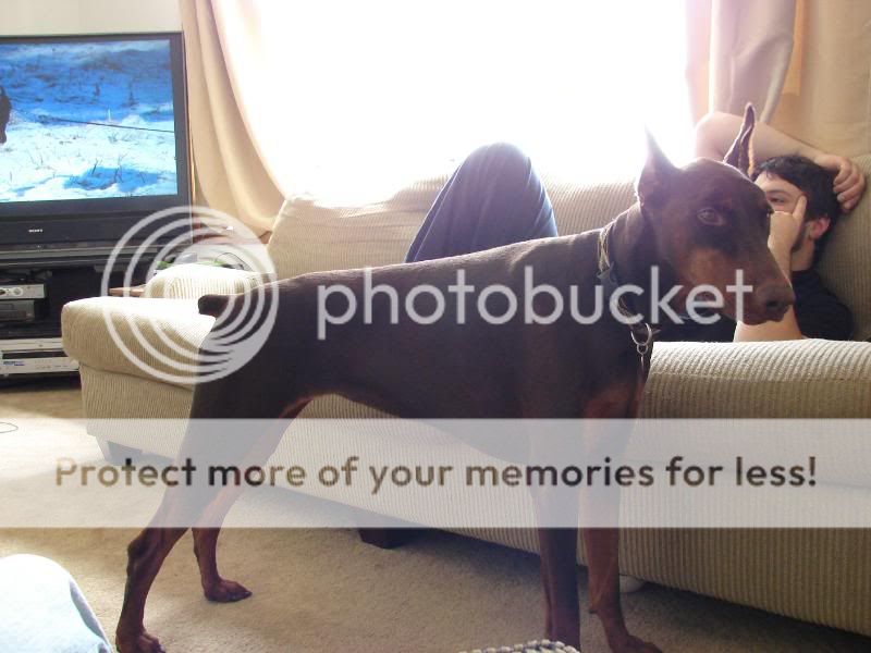 Correct standing position? | Doberman Forum : Doberman Breed Dog Forums