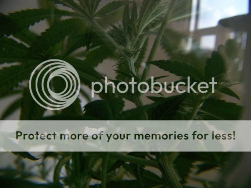 1st Grow, Bubbleponics, Forbidden Fruit x Mystery Weed | Grasscity ...