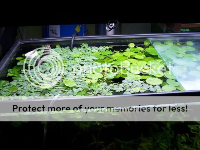 duckweed infestation | The Planted Tank Forum