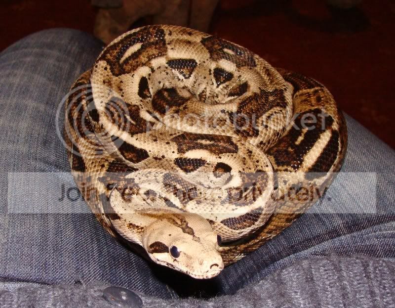 Fav Locality Boa | Page 2 | Reptile Forums