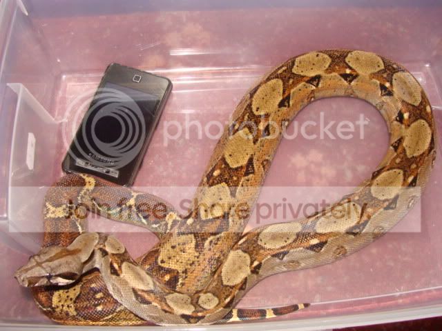 Smallest gravid boa on RFUK???? | Page 2 | Reptile Forums