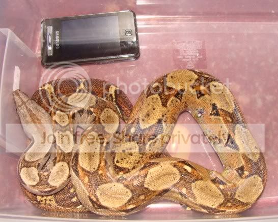 Smallest gravid boa on RFUK???? | Page 2 | Reptile Forums
