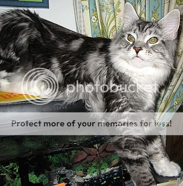 OffTopic- $25K 30# new exotic cat breed | WatchUSeek Watch Forums