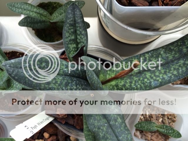 Paph. Lynleigh Koopowitz & Helen Congleton | Slippertalk Orchid Forum