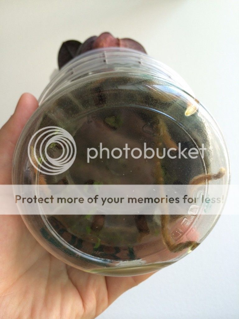 Paph. Lynleigh Koopowitz & Helen Congleton | Slippertalk Orchid Forum