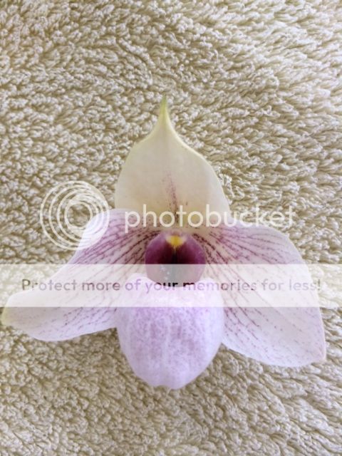 Paph. Lynleigh Koopowitz & Helen Congleton | Slippertalk Orchid Forum
