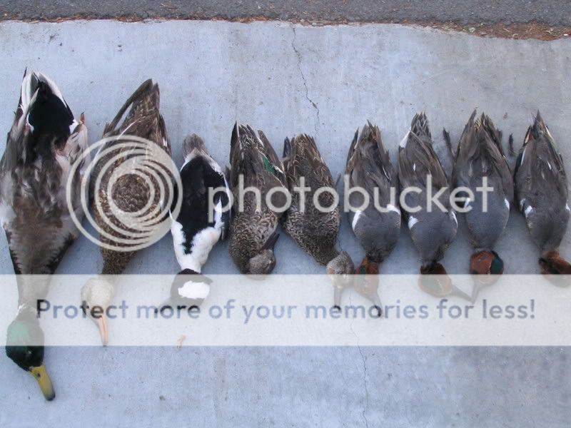 Pictures from this season so far | Duck Hunting Forum