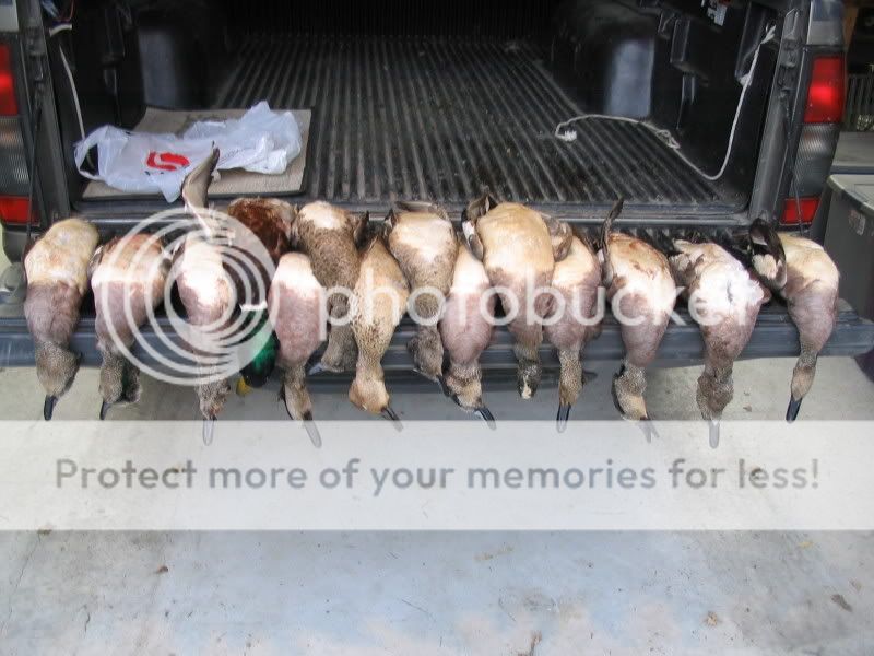 Pictures from this season so far | Duck Hunting Forum