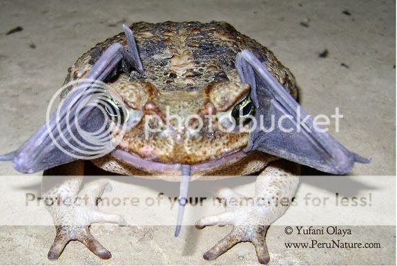 Peruvian cane toad eats a bat | PM Bug gold and silver discussion forum